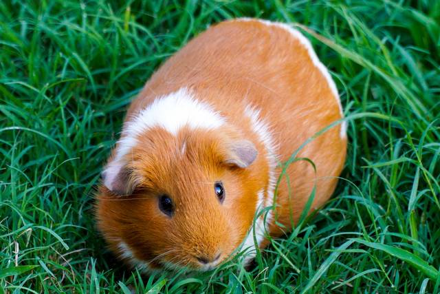 The Vet s Guide To American Guinea Pigs Facts Care And Training Tip the-vet-s-guide-to-american-guinea-pigs-facts-care-and-training-tip